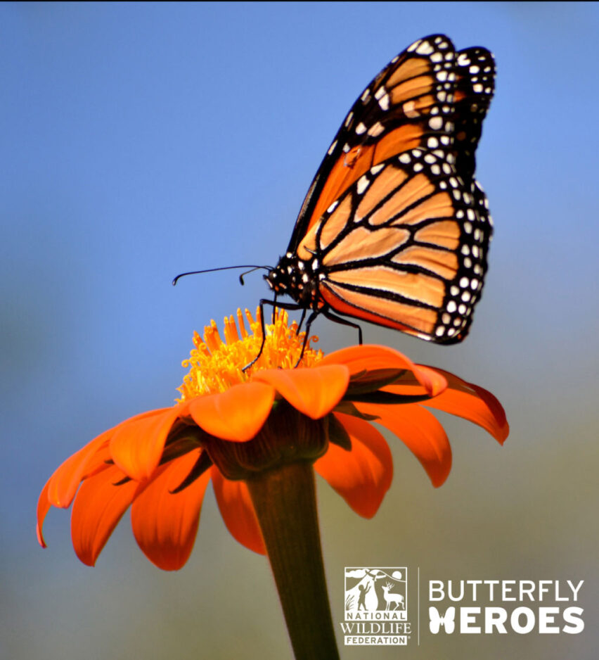 How you and your kids can be butterfly heroes | News, Sports, Jobs ...